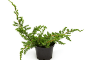 TUIA: Conheça a árvore da vida que é símbolo do Natal