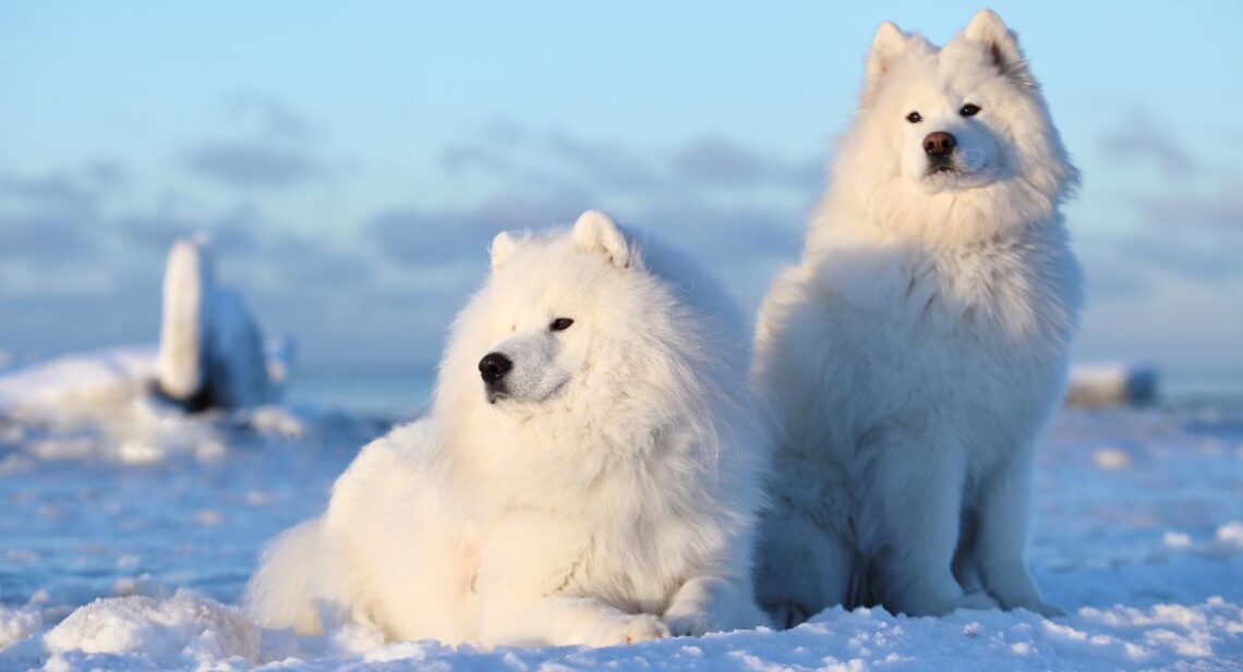 Conheça 10 raças de cães da neve que amam o clima frio