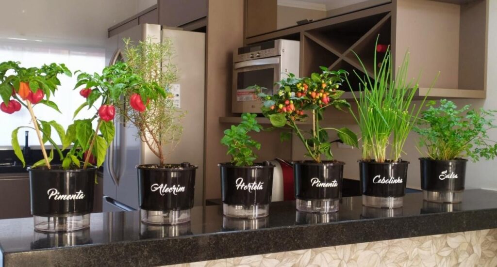 Saiba como plantar temperos em casa