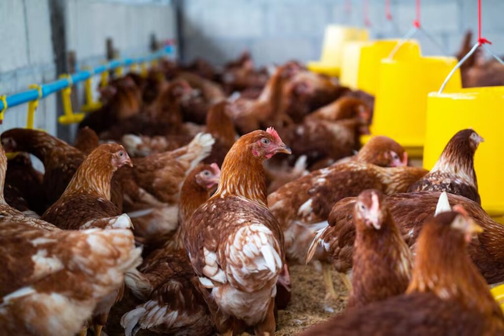 Canadá libera frango brasileiro
